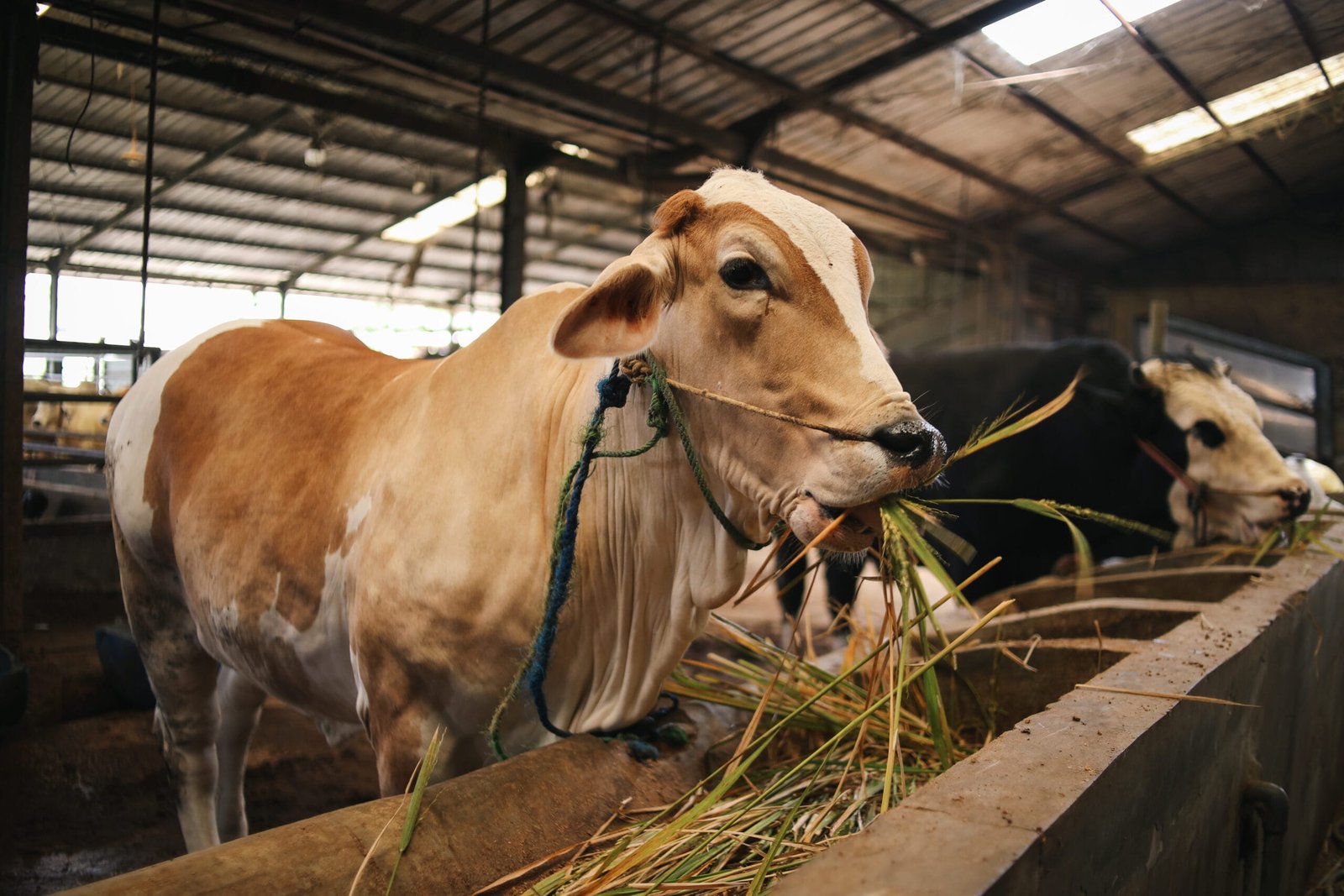 Daftar Harga Sapi Kurban 2025 Per Kg - Pakistan Indonesia